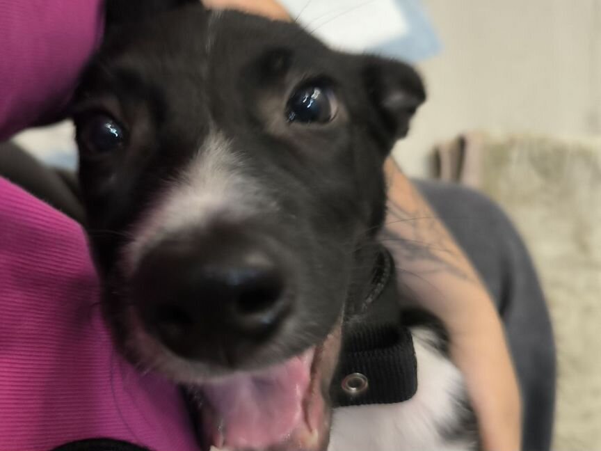 Щенок в добрые руки