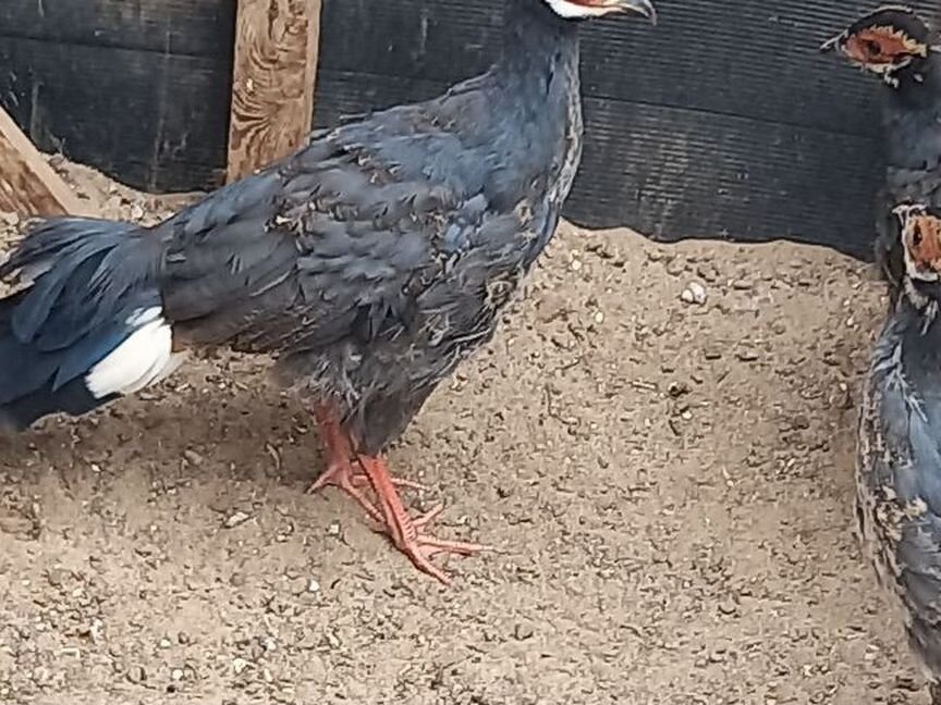 Синий ушастый фазан