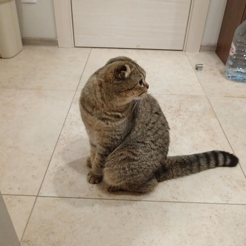 Отдадим кошку в приют бесплатно
