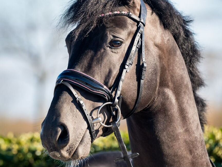 Уздечка Evalira от HB