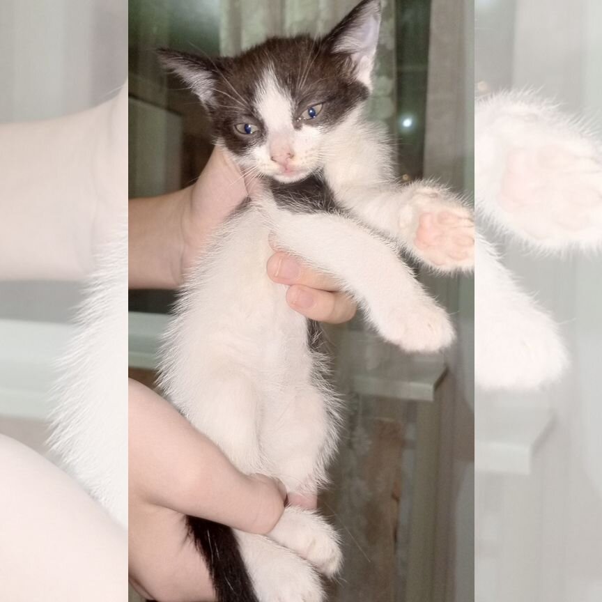 Котёнок в добрые руки