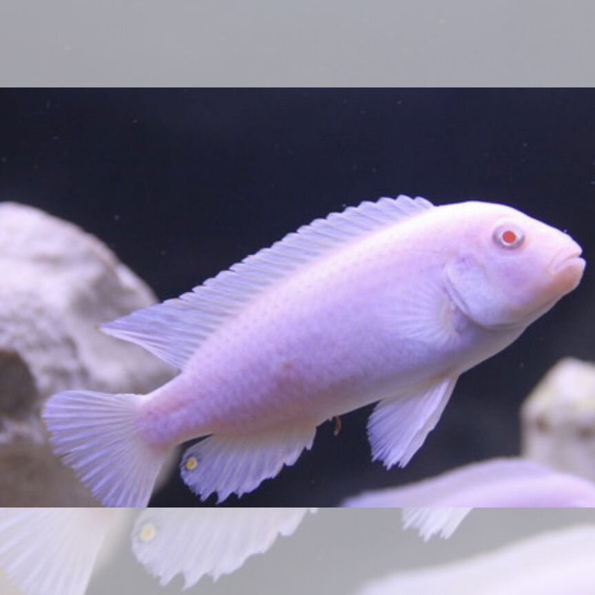 Цихлид Снежный принц
