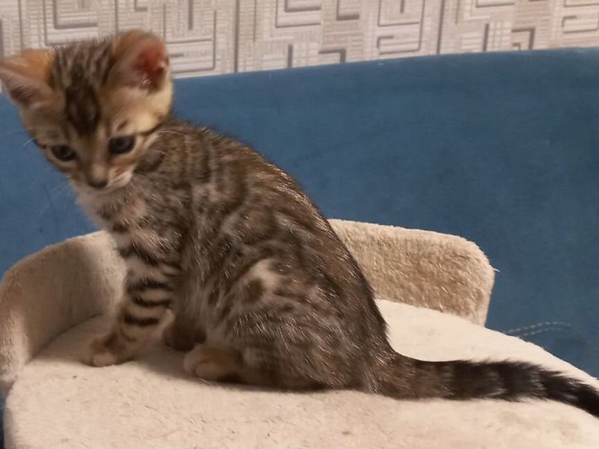 Элитные бенгальские котята из питомника Фэнси