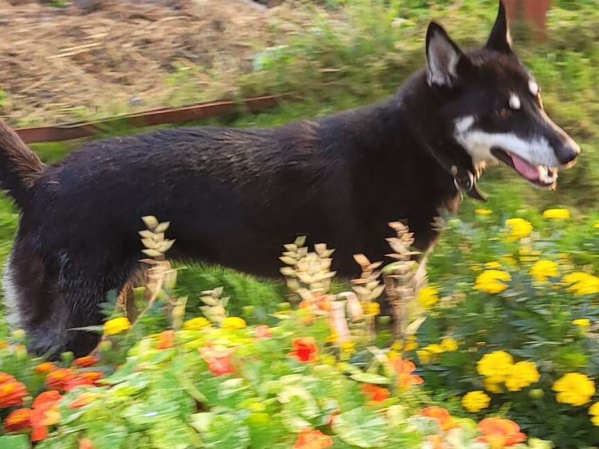 Собака в добрые руки
