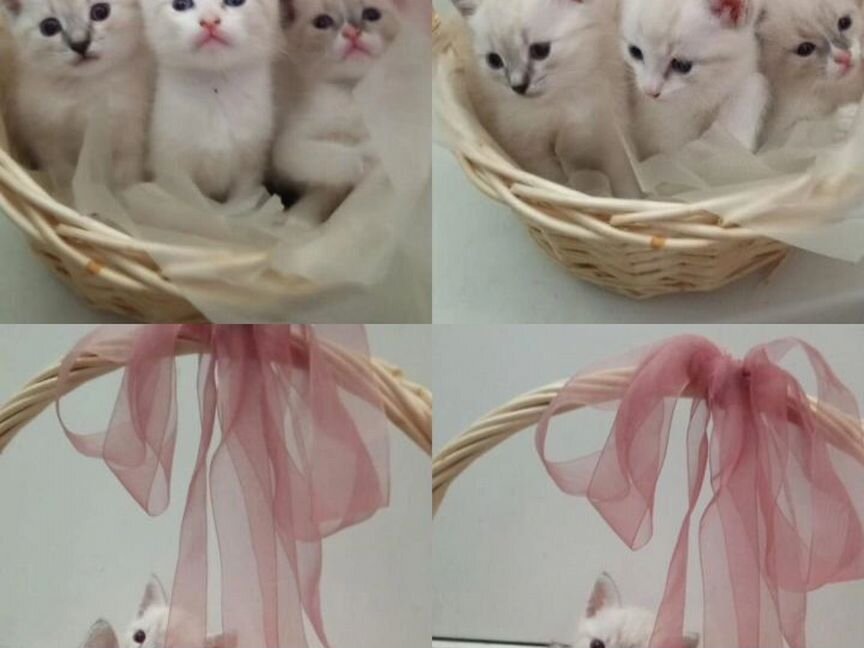 Котята в добрые руки