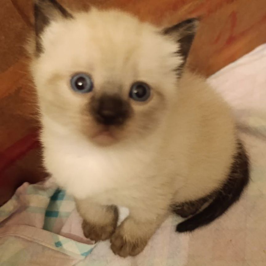 Тайские котята