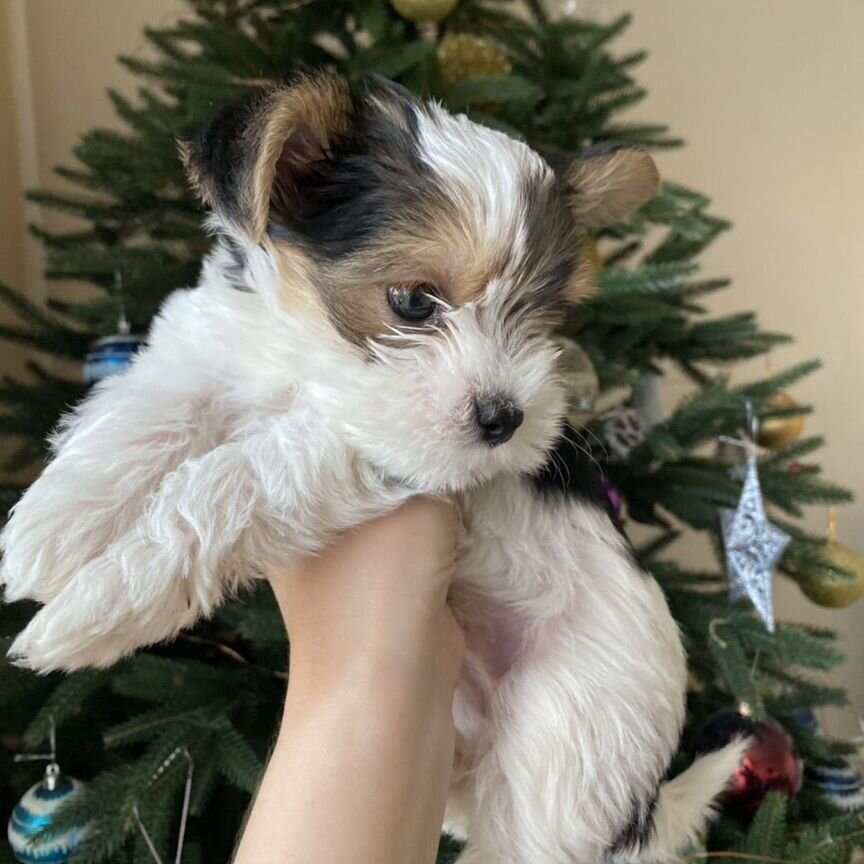 Йоркширский терьер