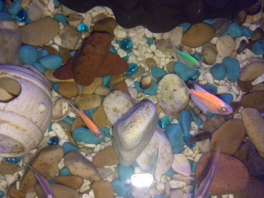 Аквариумные рыбки