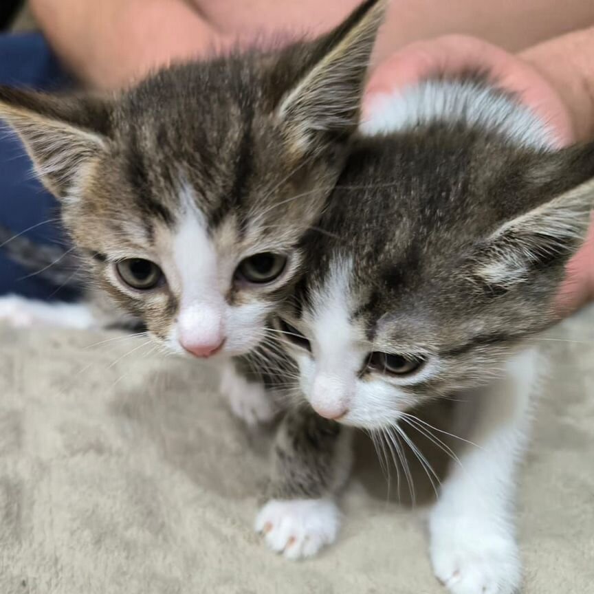 Ориентальный котёнок