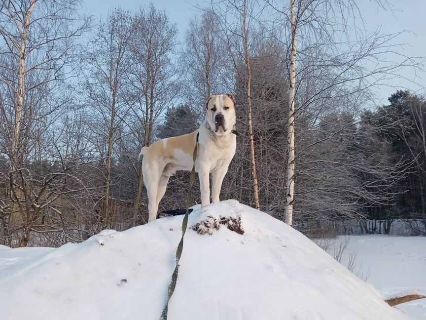 Среднеазиатская овчарка алабай вязка