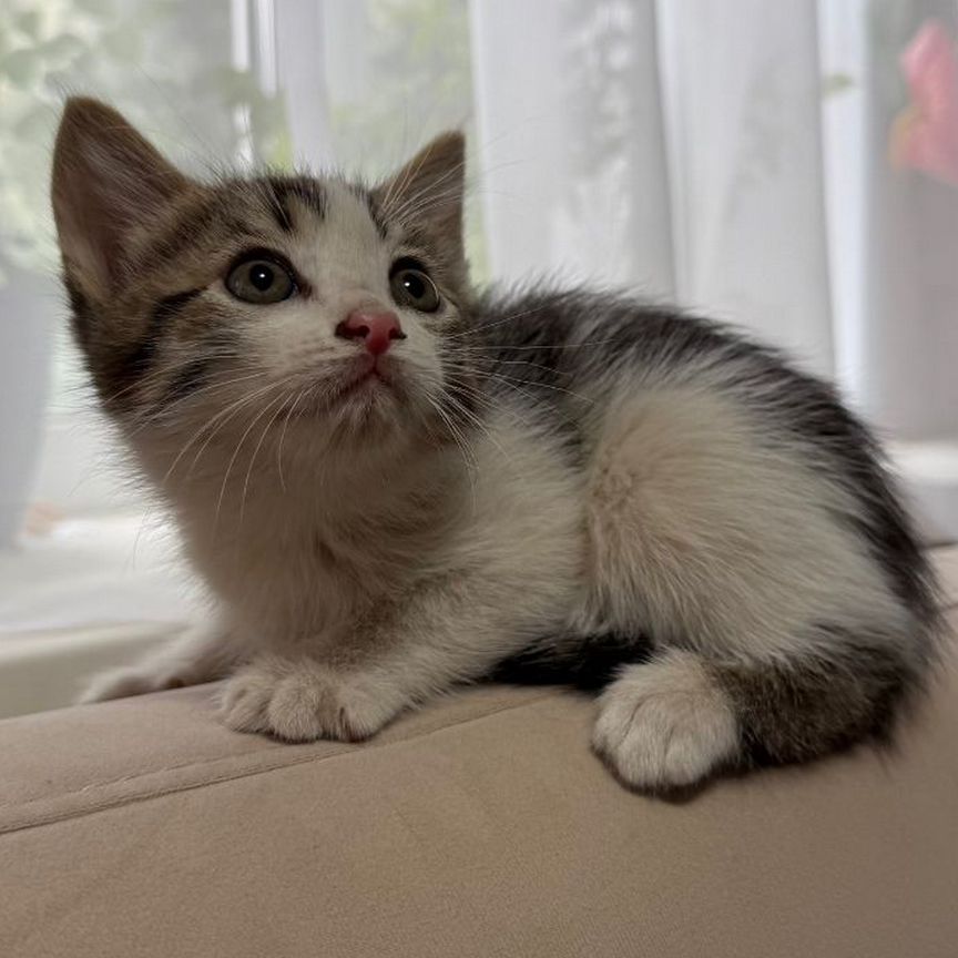 Котёнок в добрые руки