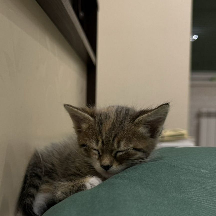 Котенок
