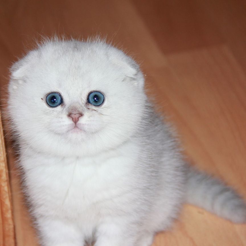 Котята серебристой шиншиллы