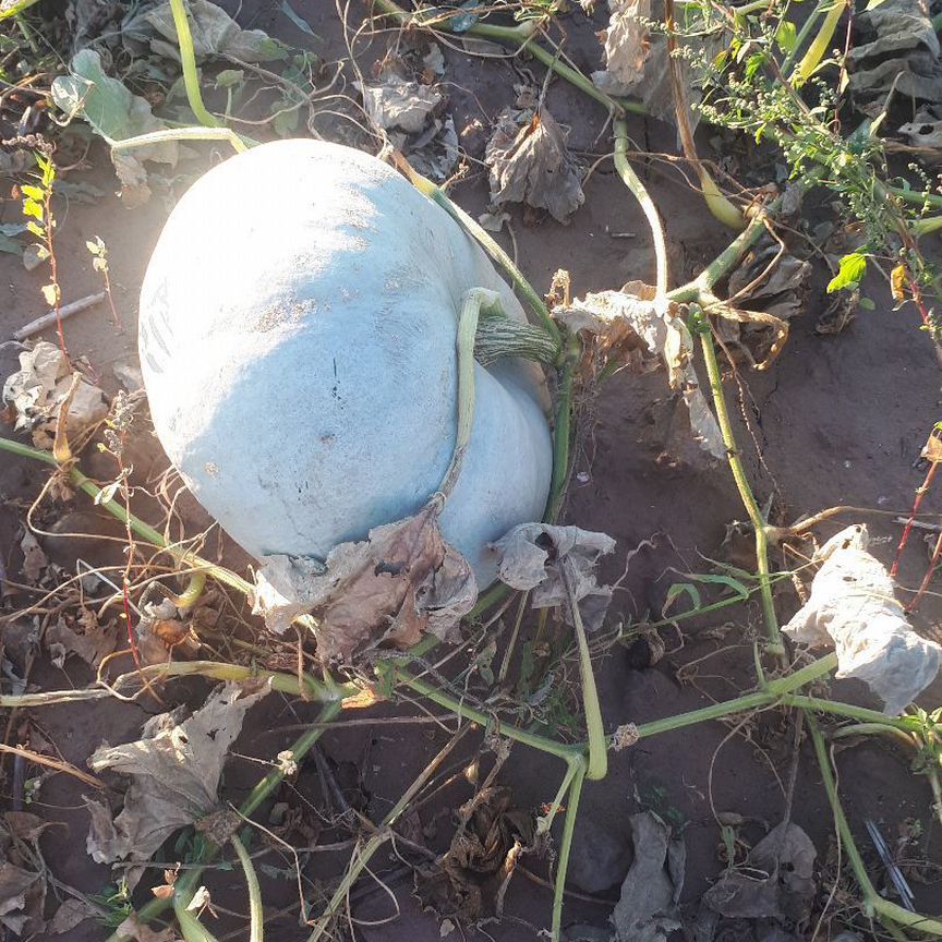 Тыква серая