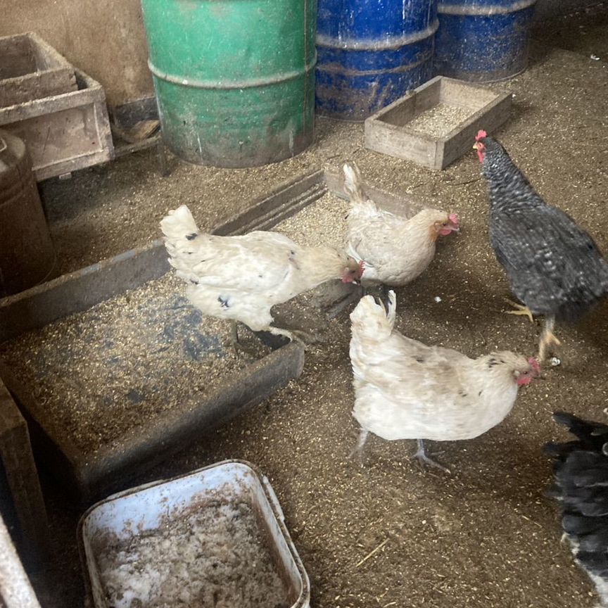 Куры молодки несушки