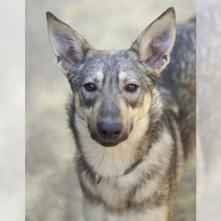 Взрослая собака в добрые руки