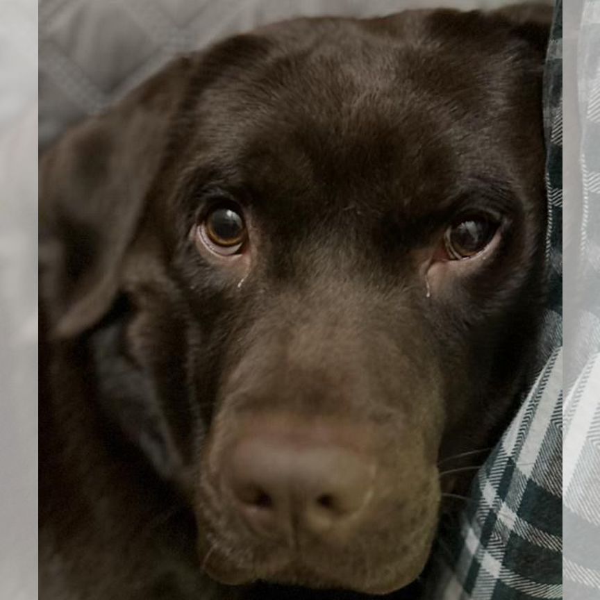 Лабрадор-ретривер, щенок