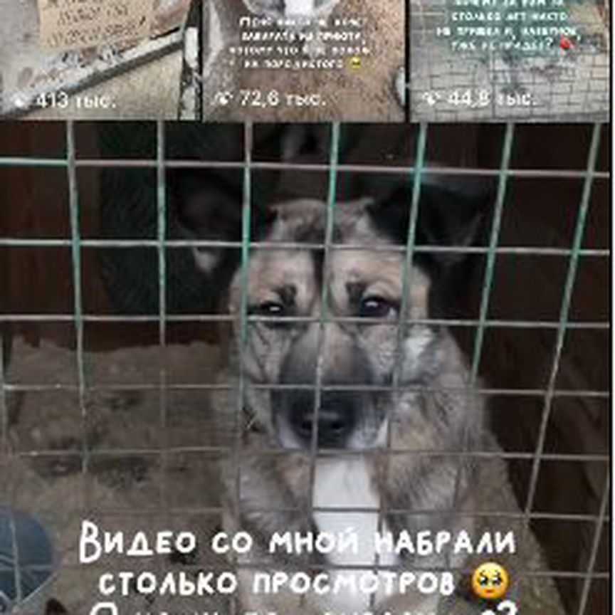 Несчастный пес Малыш в добрые руки