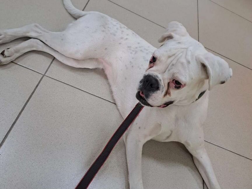 Боксер в добрые руки