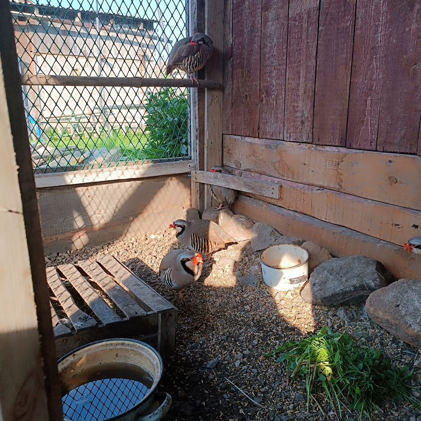 Кеклики (каменные куропатки)