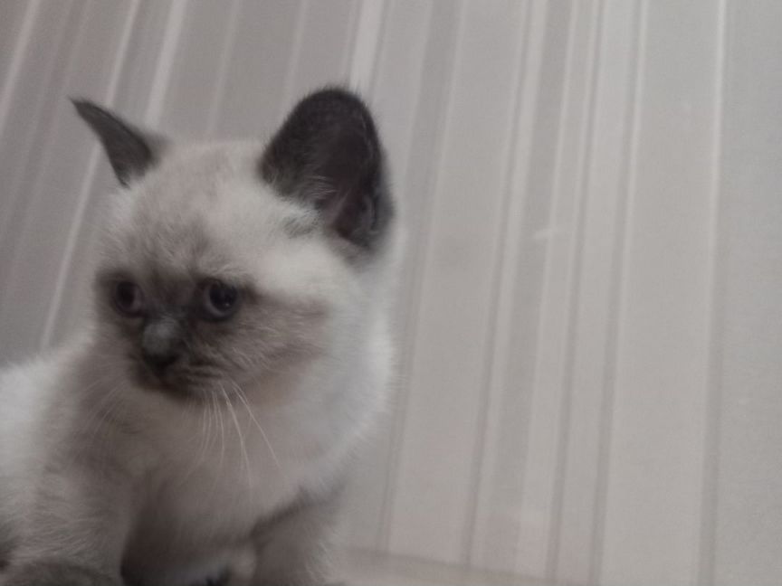 Шотландские котята