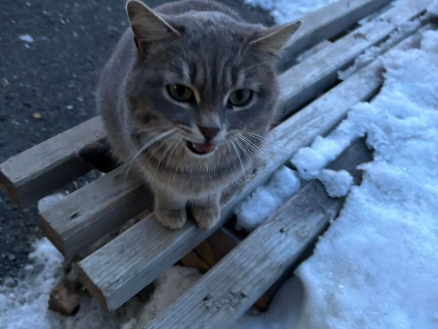 Котик живёт на лавочке