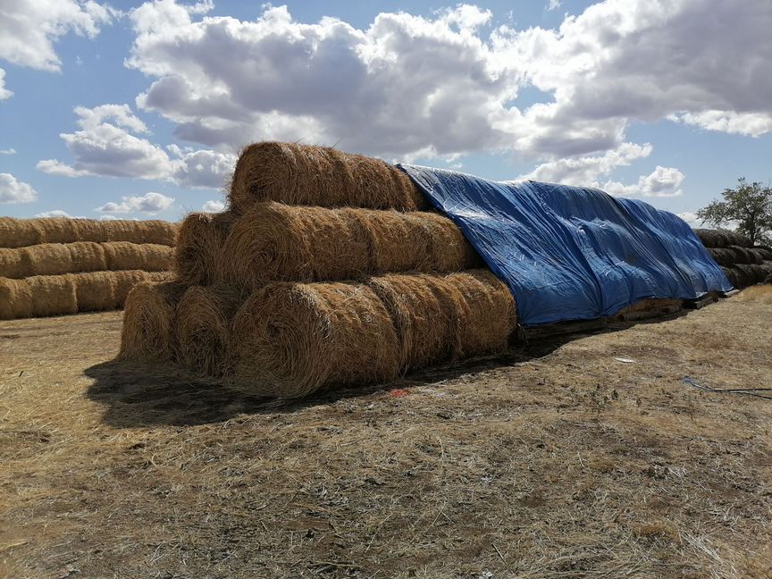 Сено, суданка, солома