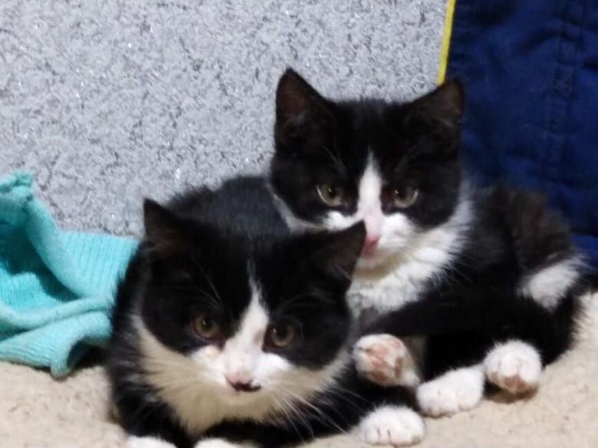 Девочка 2,5мес