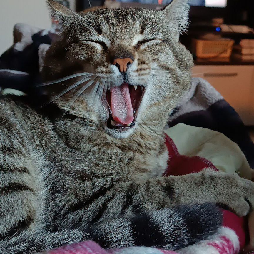 Потерялся кот