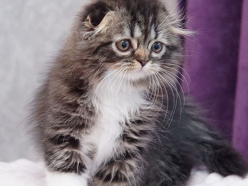 Шотландские котята шикарная девочка