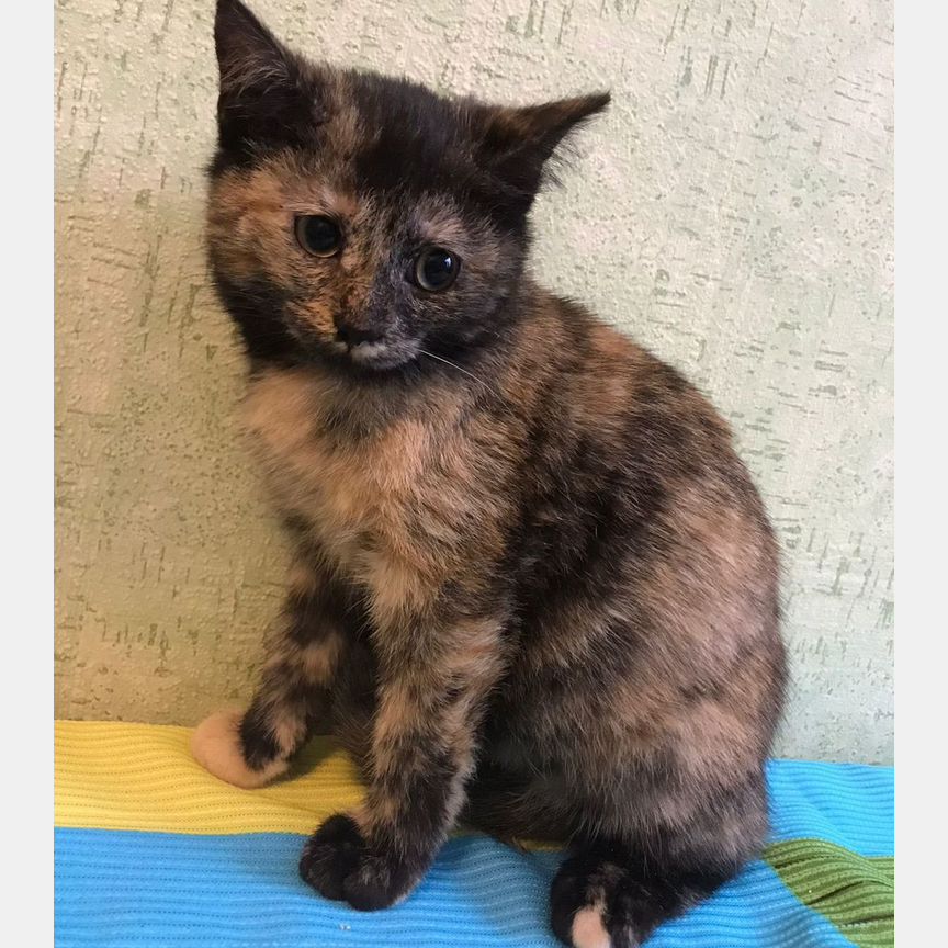 Кошечка котенок в добрые руки бесплатно