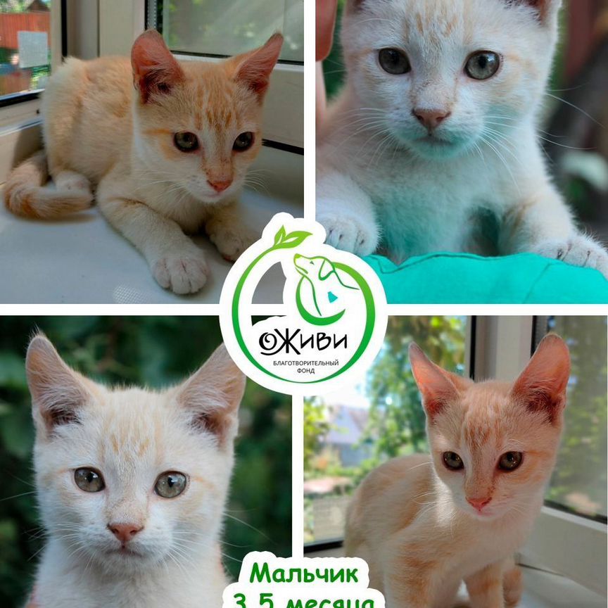 Котята ищут дом