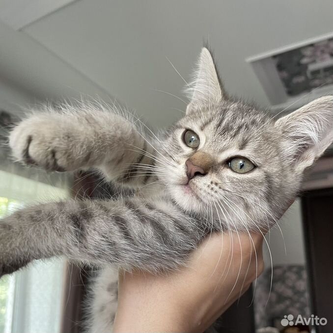 Шотланский прямоухий котенок серый