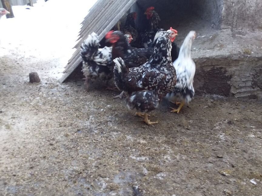 Куры молодки несушки