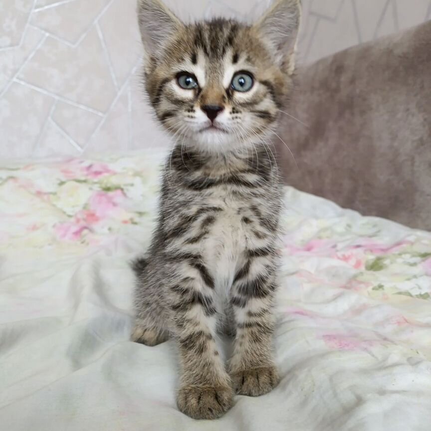 Котёнок