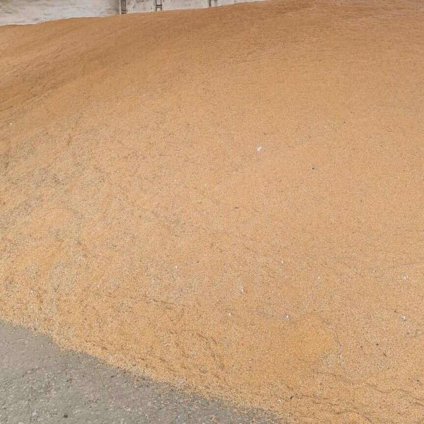 Продам просо жёлтое 400 т