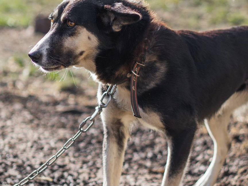 Собаки бесплатно в добрые руки