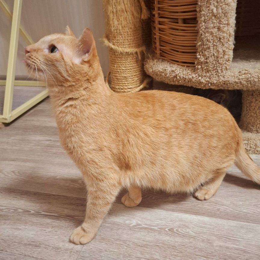 Рыжий кот в добрые руки