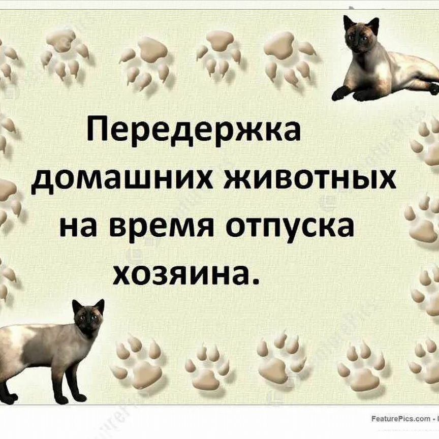 Шотландский сеттер, щенок