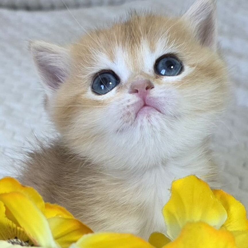 Британский короткошёрстный котёнок