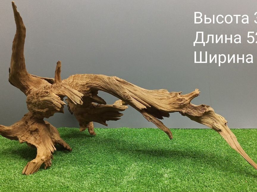 Красивые Коряги