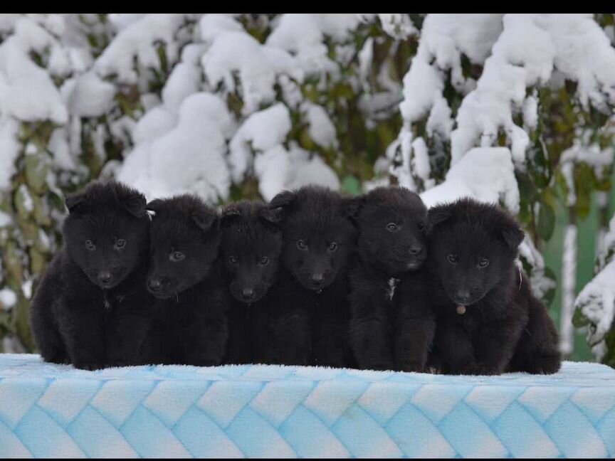 Продаются щенки бельгийской овчарки