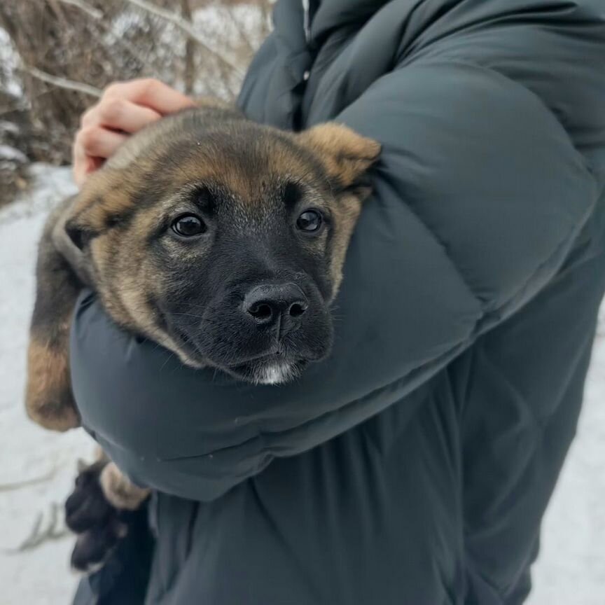 Щенок в добрые руки Бесплатно
