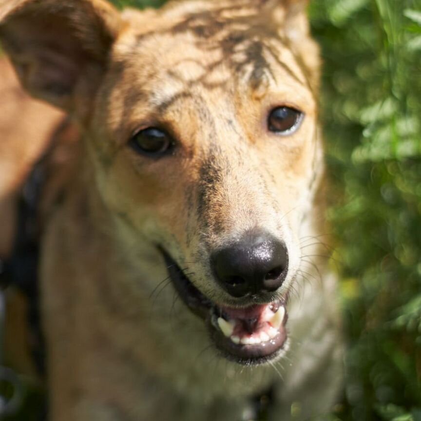 Бемби ждет своих родителей