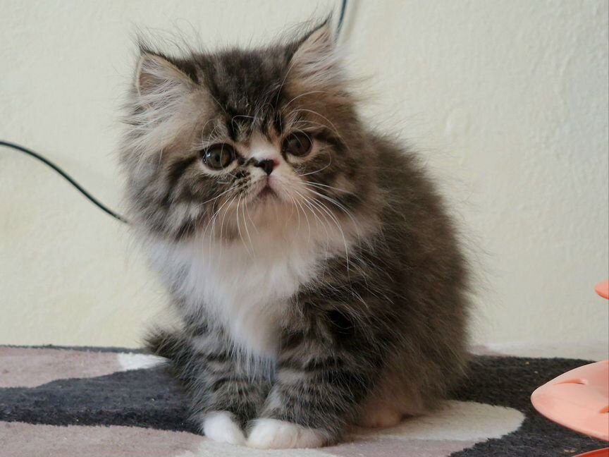 Персидские котята