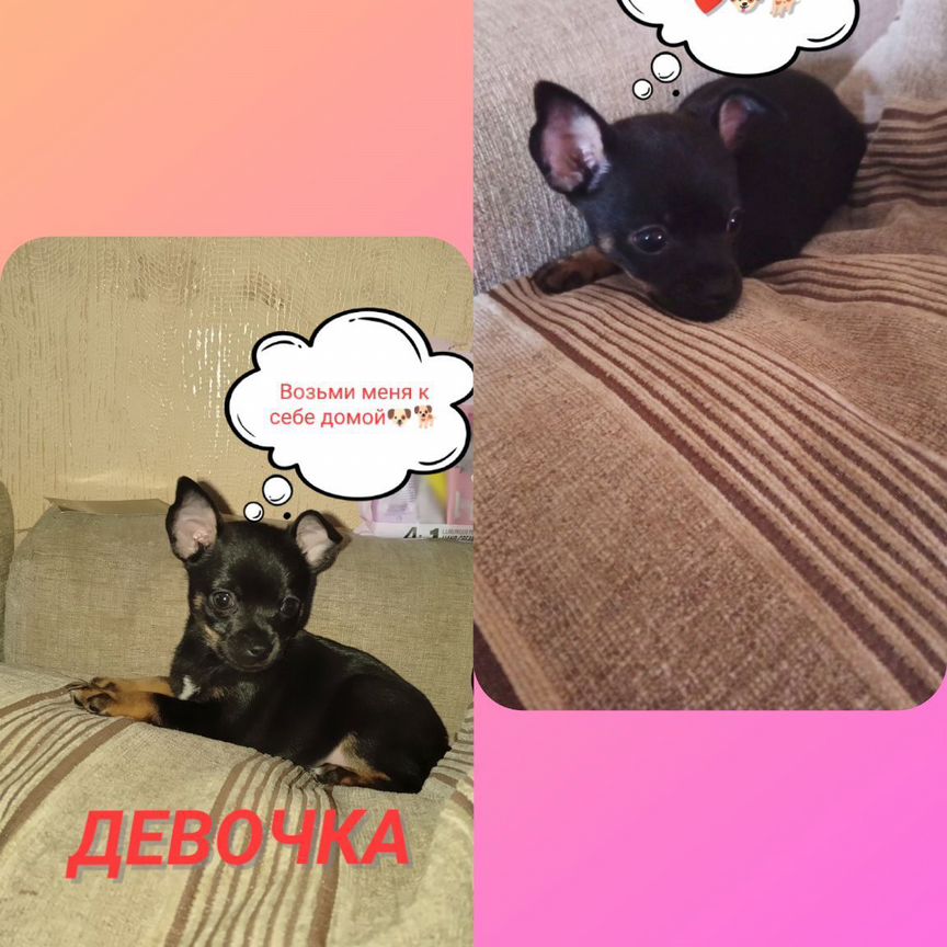 Мини той-терьер щенки