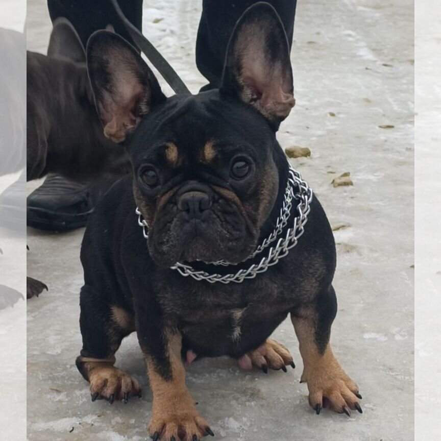 Французский бульдог, щенок