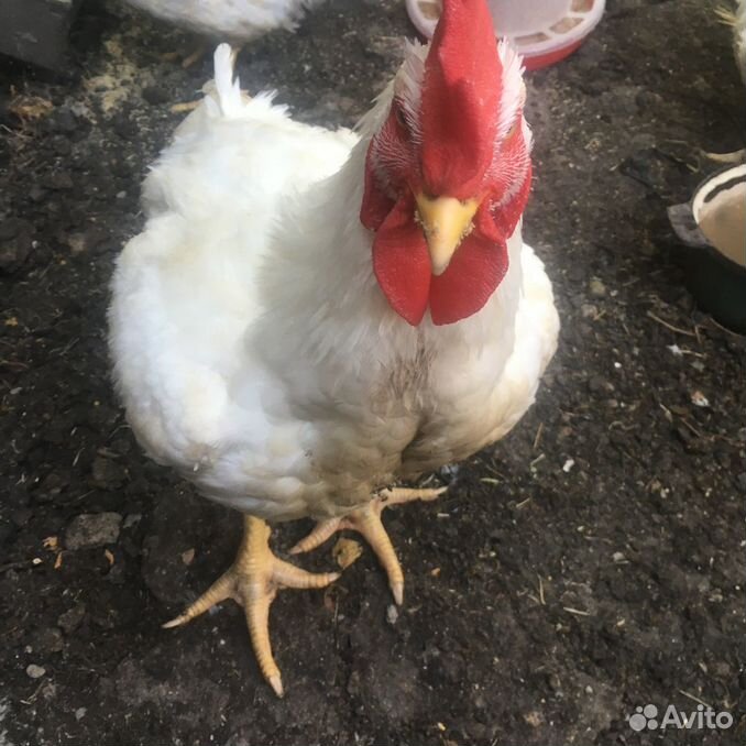 Цыплята броллеры