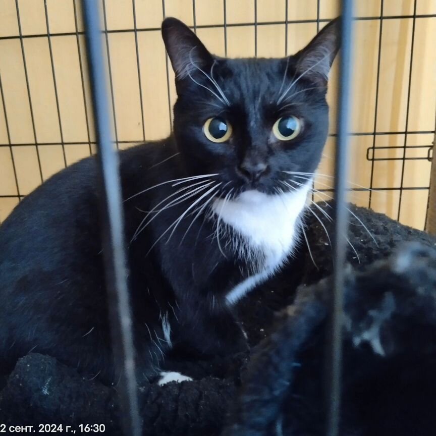 Кошка в добрые руки