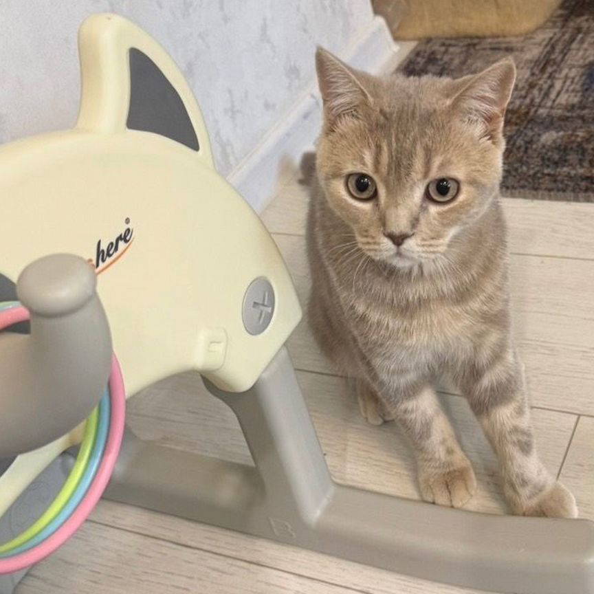 Британский короткошёрстный котёнок